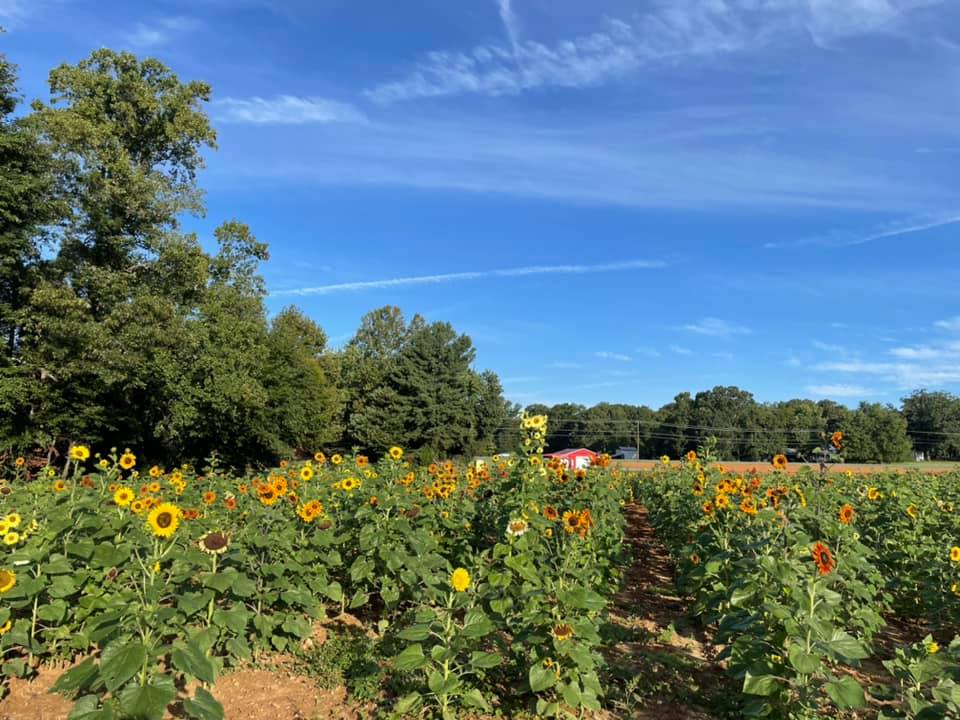 Fall is In Season Around Stokes County, North Carolina - Destination ...